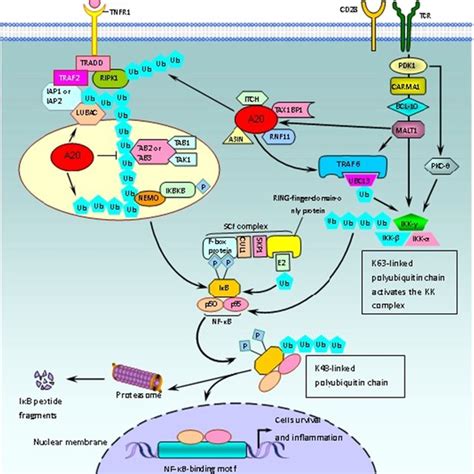 Regulation Of The Nf κb Signaling Related A20 Protein By Ubiquitylation Download Scientific