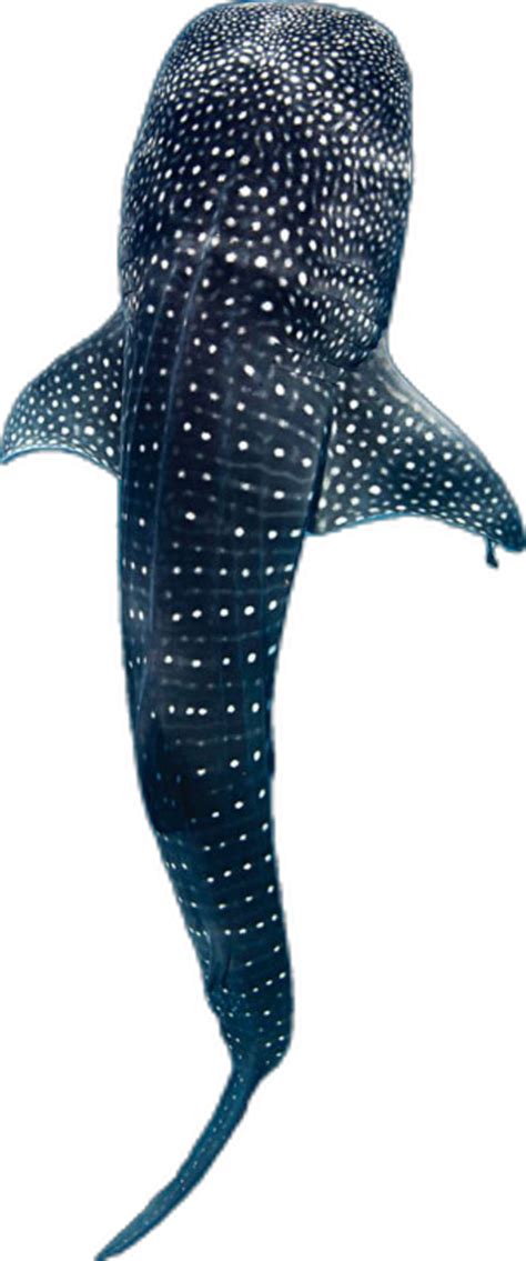The Best Places To Go Shark Diving Recortes Calcomanías