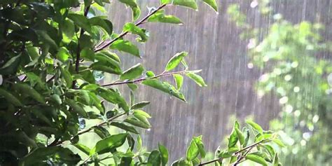 Why Water Is Flowing From A Tree S Trunk Bacterial Wetwood