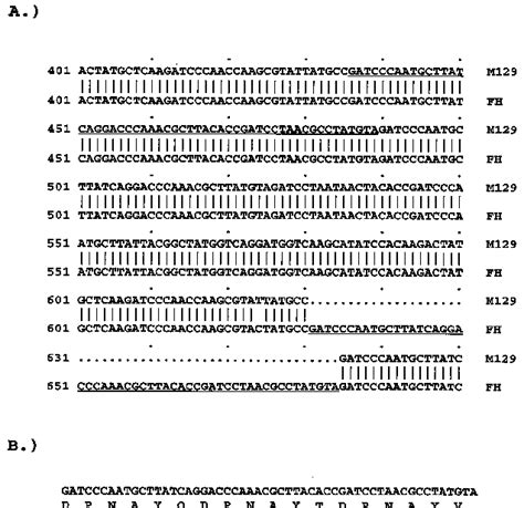 A Part Of A Dna Sequence Alignment Of Orfp65 Of M Pneumoniae M129 Download Scientific