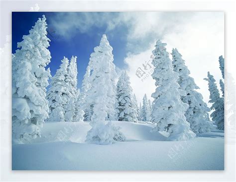 大雪压青松图片素材 编号13475113 图行天下