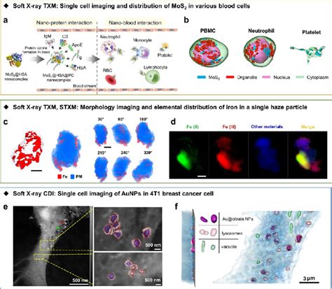 3d Intracellular Localization Of Nanoparticles With Soft X Ray Imaging Download Scientific