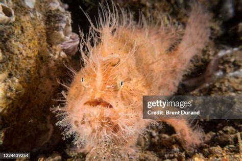 Frog Fish Photos And Premium High Res Pictures Getty Images