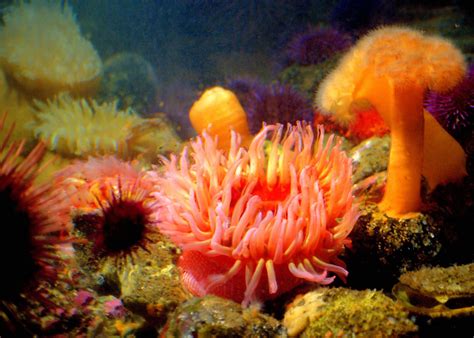 46 Flowery Sea Anemone Infinite World Wonders