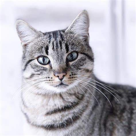 Gray Tabby Cat