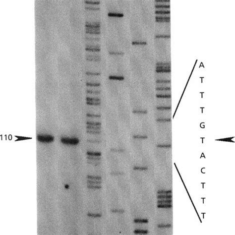 Mapping Of The 5 End Of Mrna From The Proba Operon By Primer Extension
