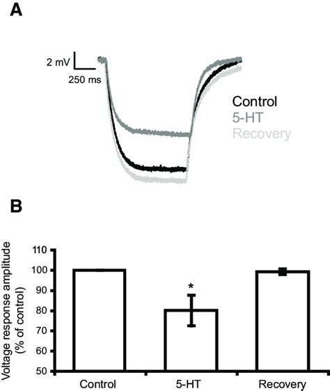 Serotonin 5 Ht Produces A Decrease In The Input Resistance Of Retzius