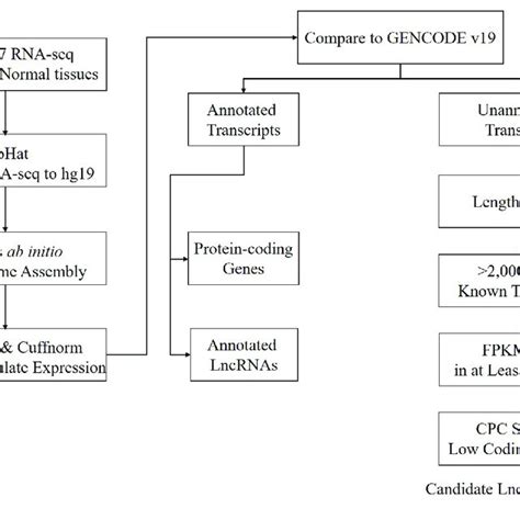 Workflow Of Candidate Lncrna Screening Download Scientific Diagram