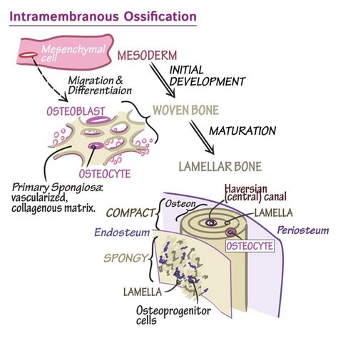 Histology Glossary Intramembranous Ossification Medical School Inspiration Medical School