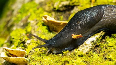 Close Up Of A Black Slug Limax Cinereoniger Stock Image Image Of