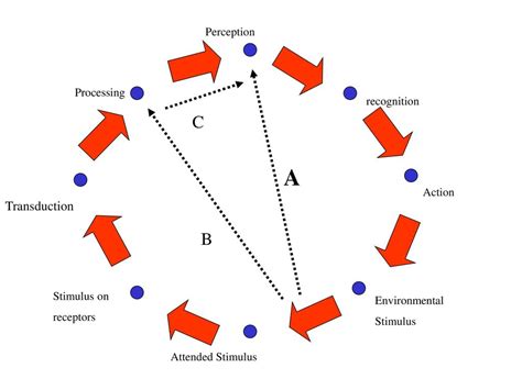 Sensation And Perception Ppt Download