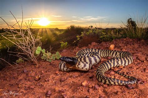 Australian Reptile Photographer Ross Mcgibbon Black Headed Python Prints