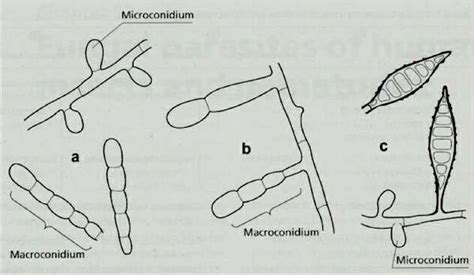 Spores Of The Three Common Genera Of Dermatophytic Fungi A Macroconidia And Microconidia Of