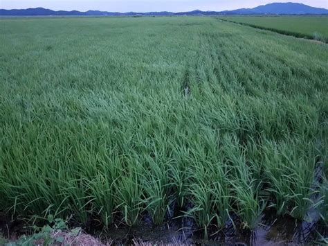 흥겨운농부이야기 여름이다