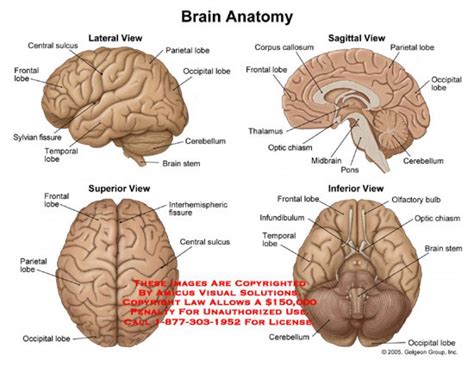 Brain Anatomy
