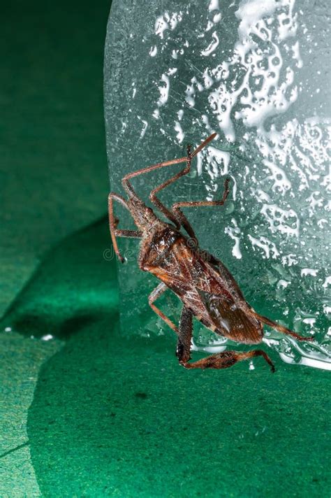 Bug On Melting Ice Cube With Frozen Flower And Green Background In