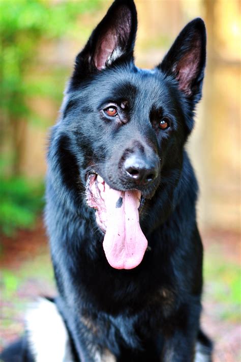 Choco - Modern Dog Magazine