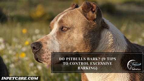 Do Pitbulls Bark