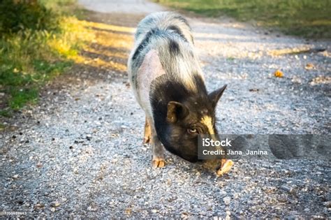 난쟁이 베트남 냄비 배 흑백 미니 돼지는 자갈 길에 서있다 시골 풍경과 가축 배불뚝이돼지에 대한 스톡 사진 및 기타 이미지 배불뚝이돼지 0명 가축 Istock