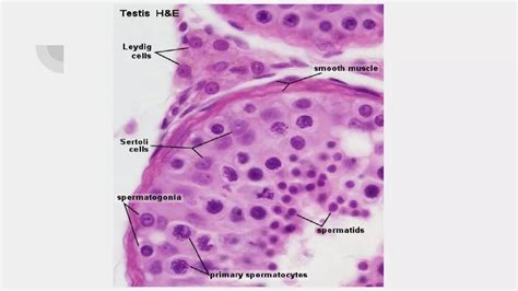 Эр бэлэг эрхтэн Гистологи Pptx