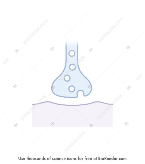 Free Synaptic Cleft With Vesicles Icons Symbols And Images Biorender