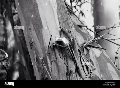 Tree Bark Peeling Off Hi Res Stock Photography And Images Alamy
