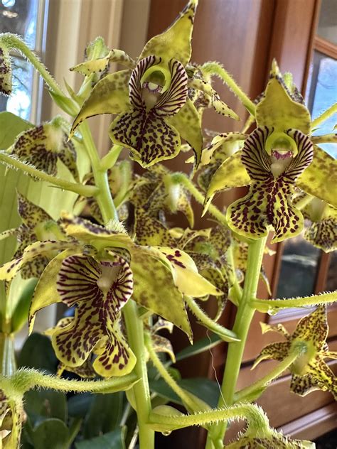 Dendrobium Macrophyllum ‘sulawesi X ‘ambon R Orchids