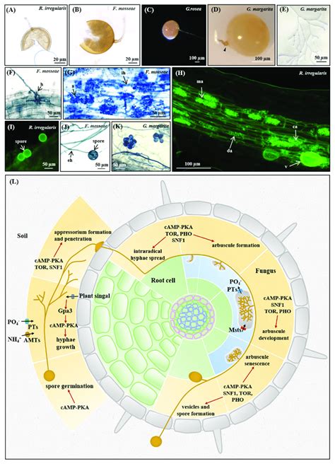 Potential Functions Of Nutrient Sensing And Signaling Pathways In The Download Scientific