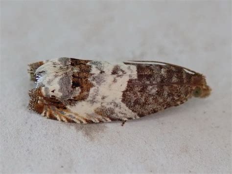 バラシロヒメハマキ Notocelia rosaecolana