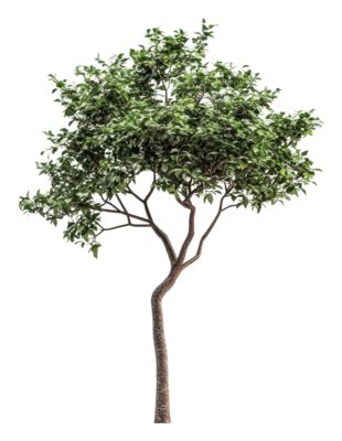 Tree Elevation PNGs For Free Download