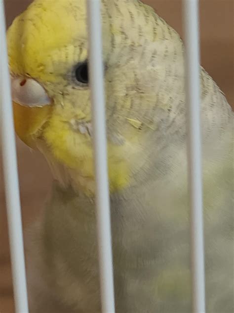 What Sex Is My Budgie Please Rbudgies