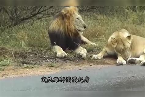 一头母狮正睡觉，雄狮偷偷跑过来，接下来承包了我一年的笑点！雄狮承包