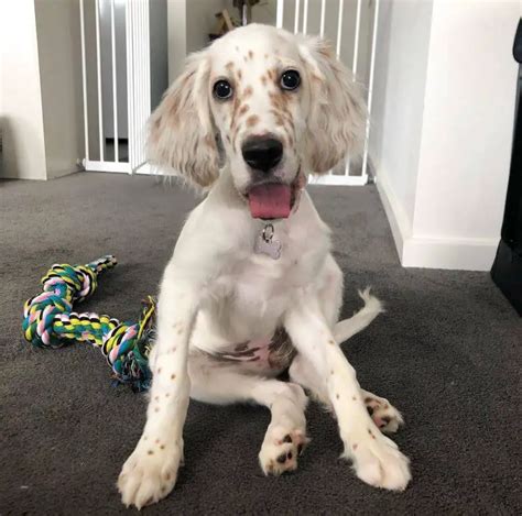 15 Photos Of English Setter Puppies That Make Everyone Fall In Love