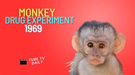 Monkey Drug Experiment Of 1969 Short Documentary Youtube