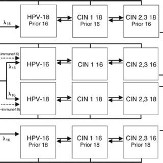 Schematic Of Dynamic Model For Females Females Who Are Uninfected Can Download Scientific