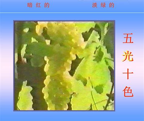 葡萄沟课件 卡卡办公