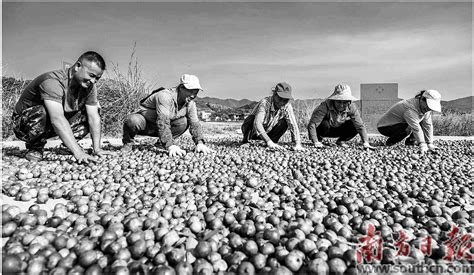 粤首批林业特色产业 发展基地名单公布 广东省 油茶 区域