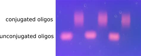Oligonucleotide Polymer Conjugation For Imaging Mass Cytometry