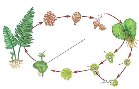 Жизненный цикл папоротника схема с подписями