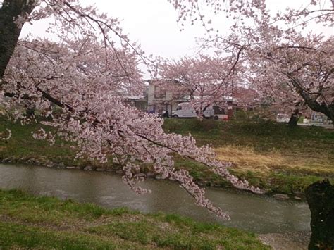平成27年4月20日藤田川ふれあい桜 散り始め 郡山市の桜 開花情報