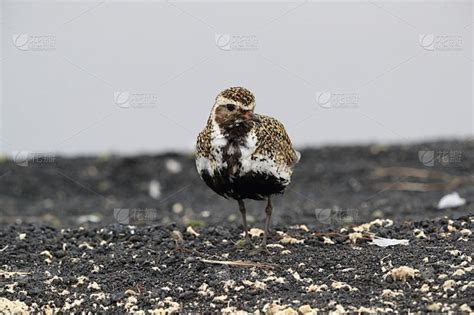 欧洲金鸻雨雀杏花冰岛