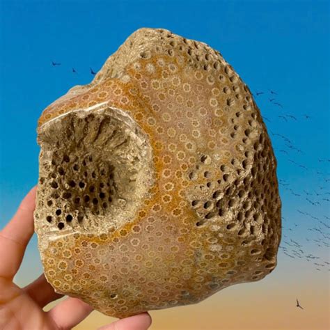 Geoclassics Fossilized Coral