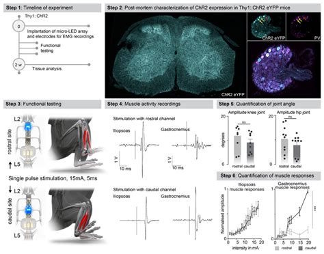 Wireless Closed Loop Optogenetics Across The Entire Dorsoventral Spinal Cord In Mice Pmc