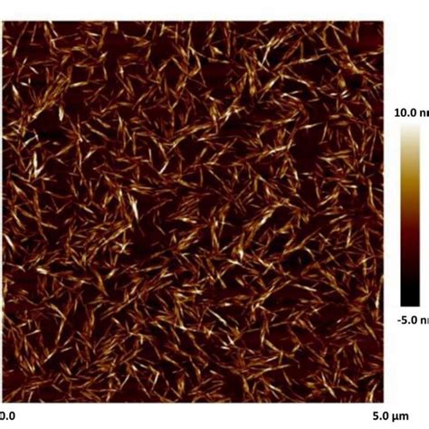 Stem Scanning Transmission Electron Microscopy Image Of Dried Sample Download Scientific