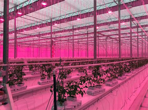 Uk First Plants In Semi Closed Sterling Suffolk Greenhouse