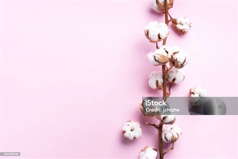 복사 공간 분홍색 배경에 목화 꽃 분기 평면도 평평한 누워 꽃 조성 물 아늑한 겨울과 유기농 라이프 스타일 컨셉 배너 0명에 대한 스톡 사진 및 기타 이미지 Istock