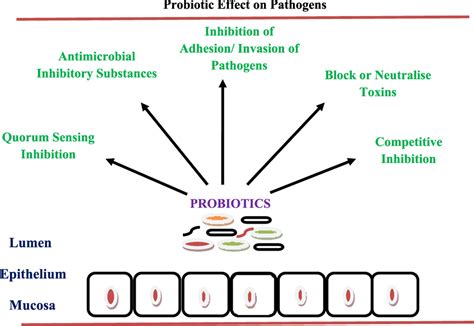 Evaluation Of Antimicrobial Properties And Their Substances Against Pathogenic Bacteria In Vitro