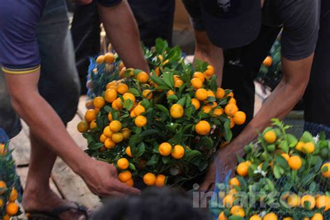 Foto Jeruk Kim Kit Pembawa Keberuntungan Saat Perayaan Imlek