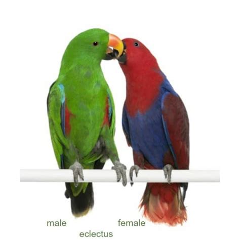 Does It Matter What Sex My Bird Is As Long As He Or She Knows Its Name