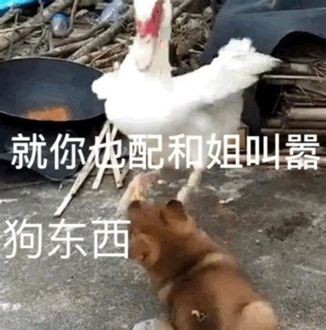 据说这个星座是重度抖m体质：你对我越凶我就越喜欢！凤凰网
